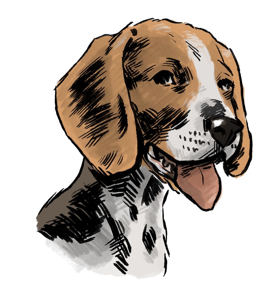 Le Panache - Le magazine pour les 8 - 13 ans | Puy du Fou Editions